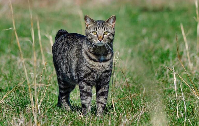 Manés o manx: el adorable gato sin cola